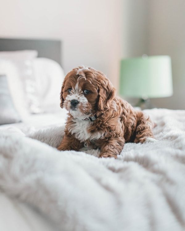 Elementor Media Grid Widget | Premium Addons for Elementor