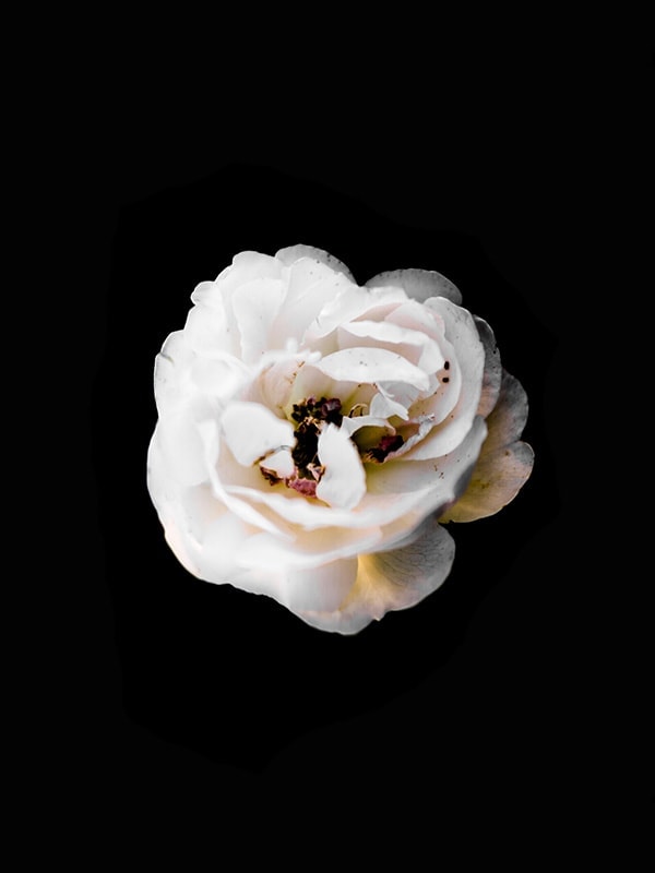 Elementor iHover Widget | Premium Addons for Elementor