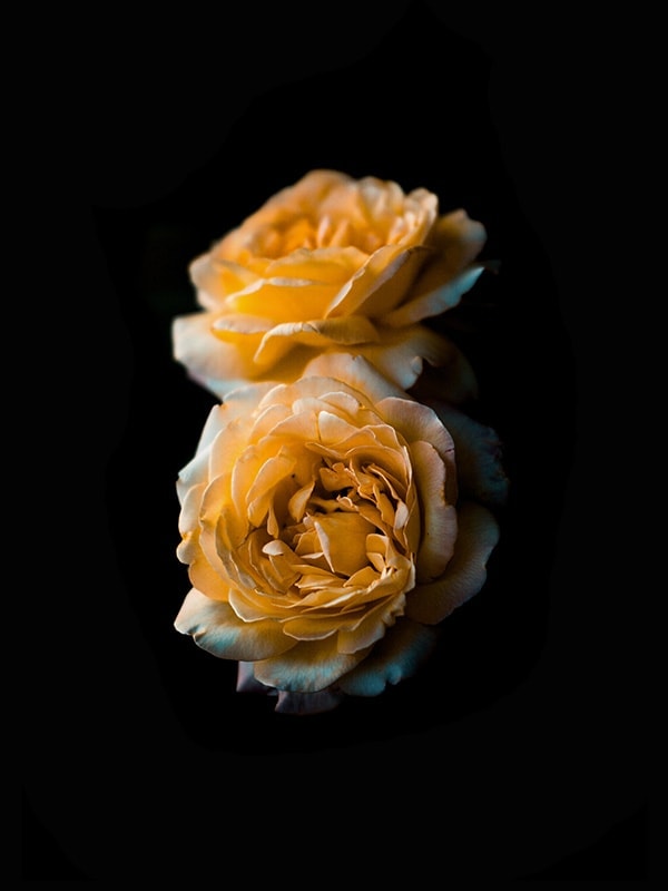 Elementor iHover Widget | Premium Addons for Elementor